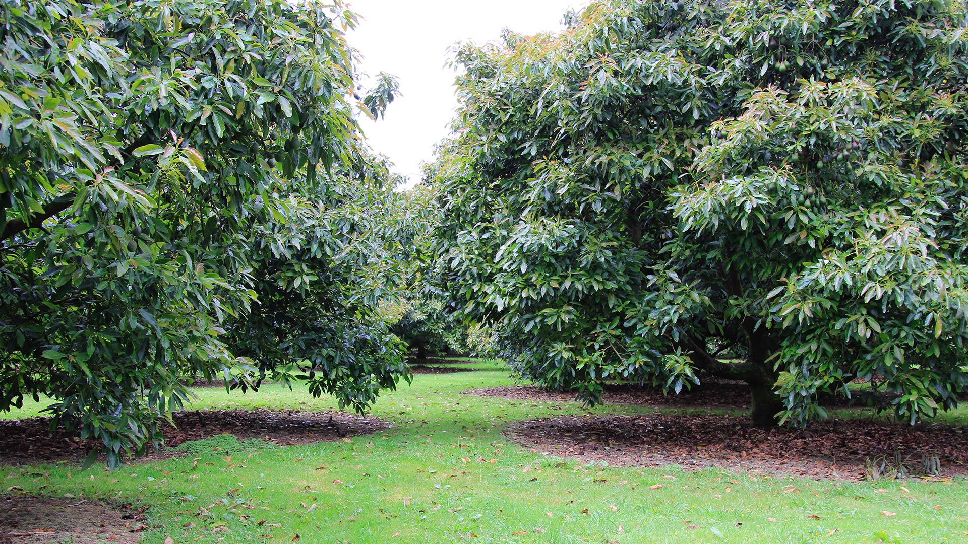 Orchard Leasing And Management - AvoWorks