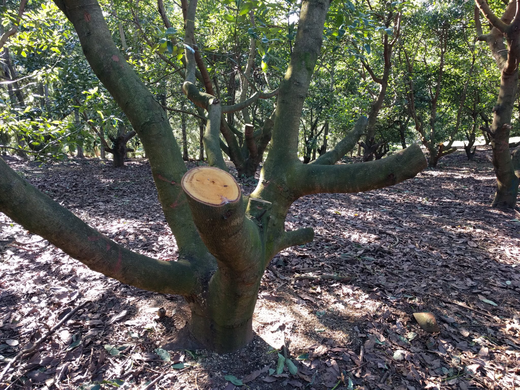 Avocado pruning guide - AvoWorks